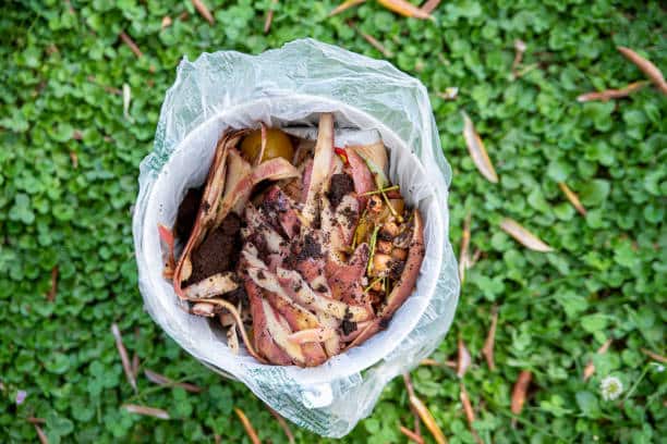 Raccolta Differenziata Umido